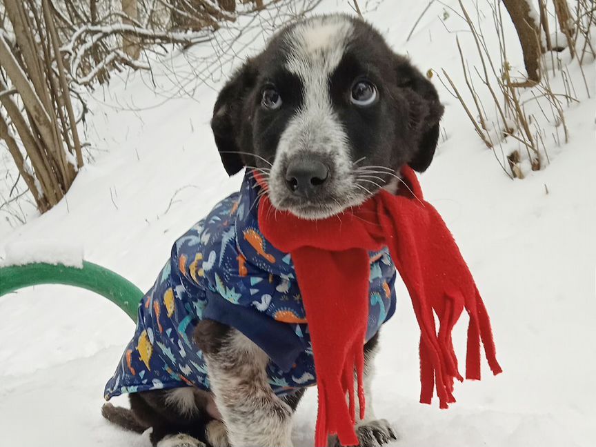Щенок от маленькой собаки в дар