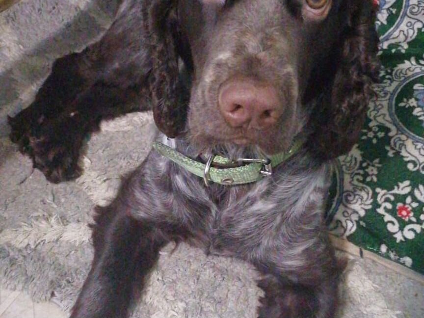 Русский спаниель вязка