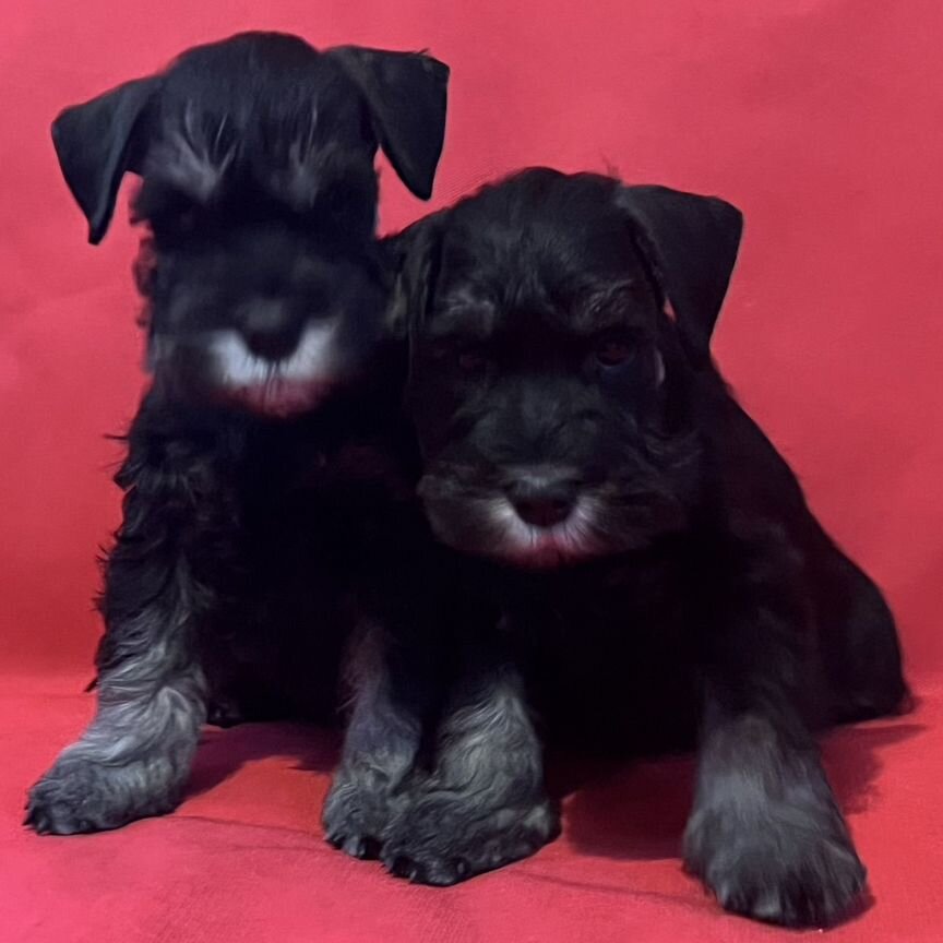 Цвергшнауцер, щенок