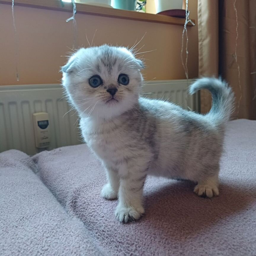 Шотландский котёнок