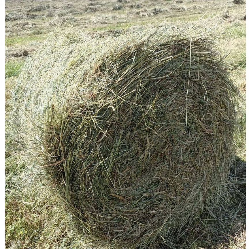 Купить сено