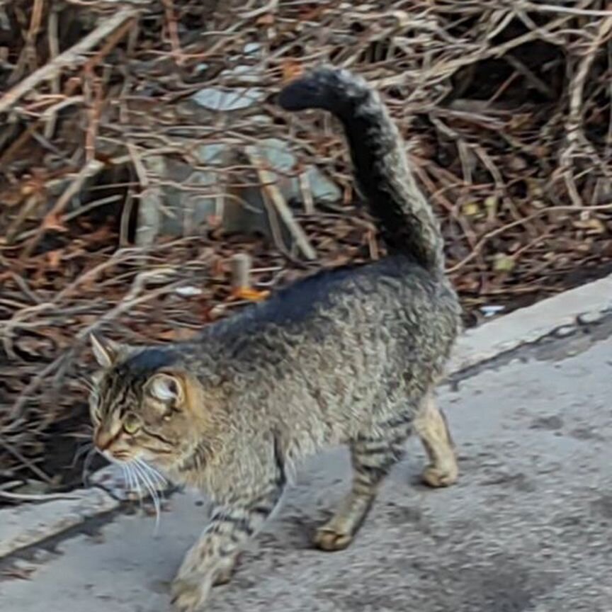 Кот Джек Воробей