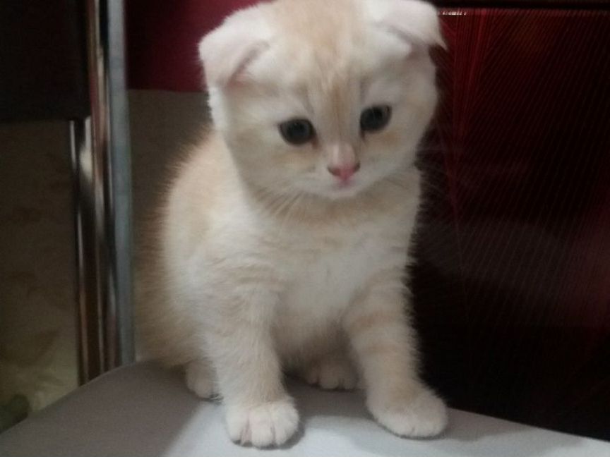 Шотландский котенок