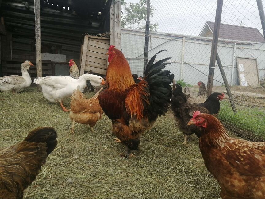 Куры породы брама