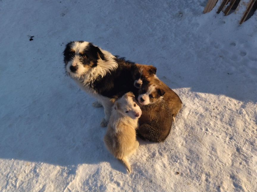 Кутята в добрые руки