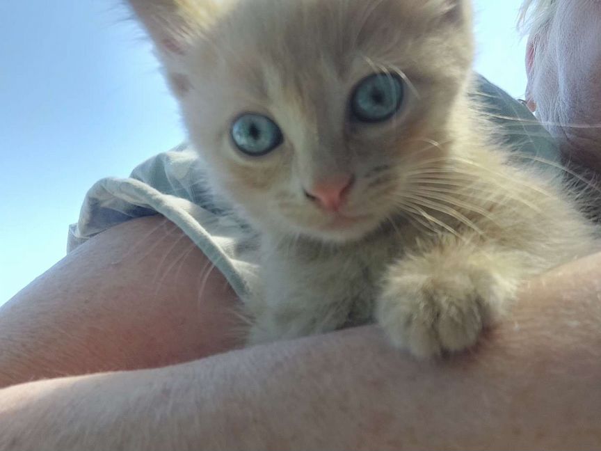 Котик, рыжий с голубыми глазами, 1 месяц, ест сам