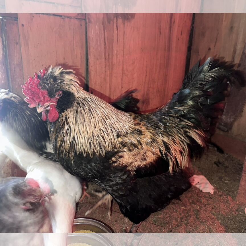 Молодые петухи