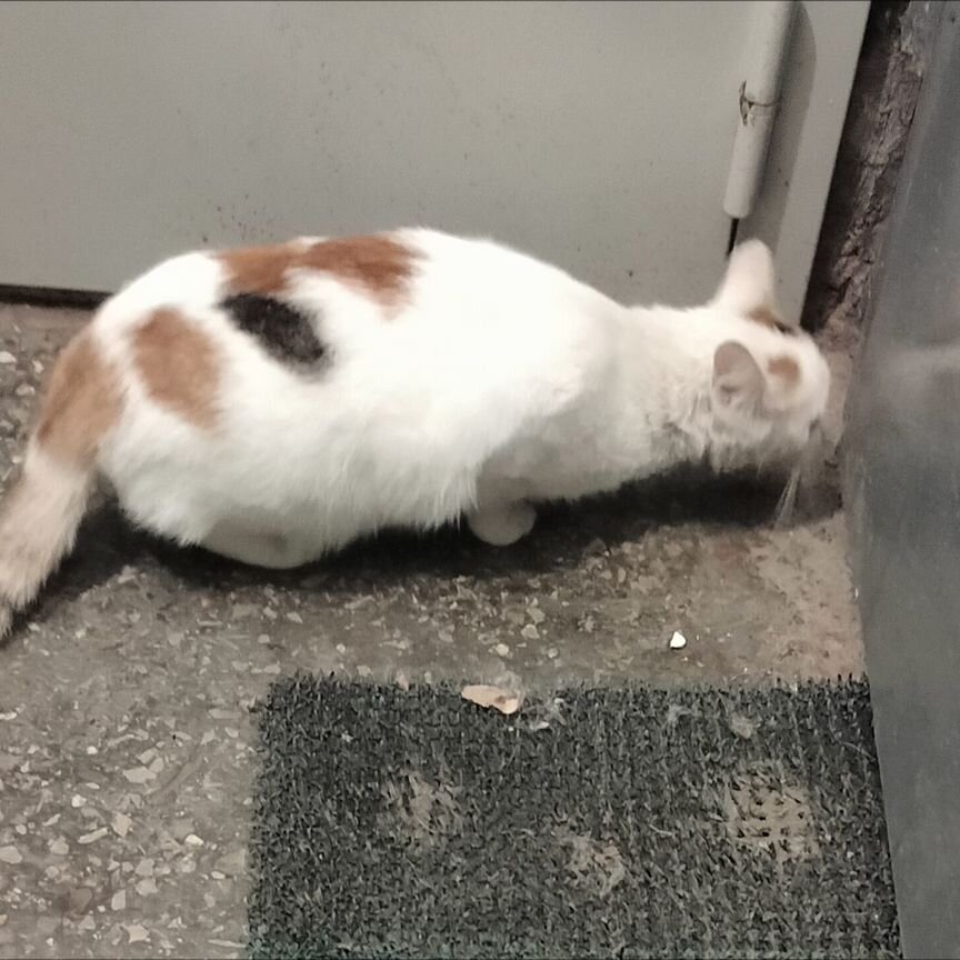 Найдена кошка спб