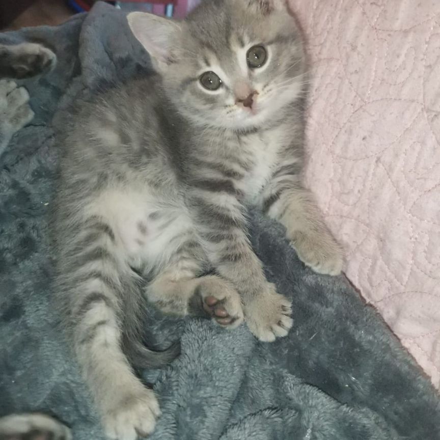 Прекрасные котята