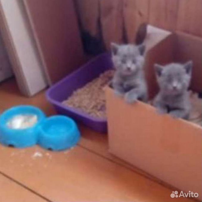 Котятки британки