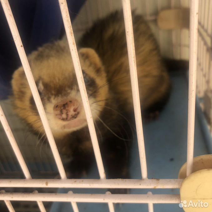 Хорек с клеткой бесплатно