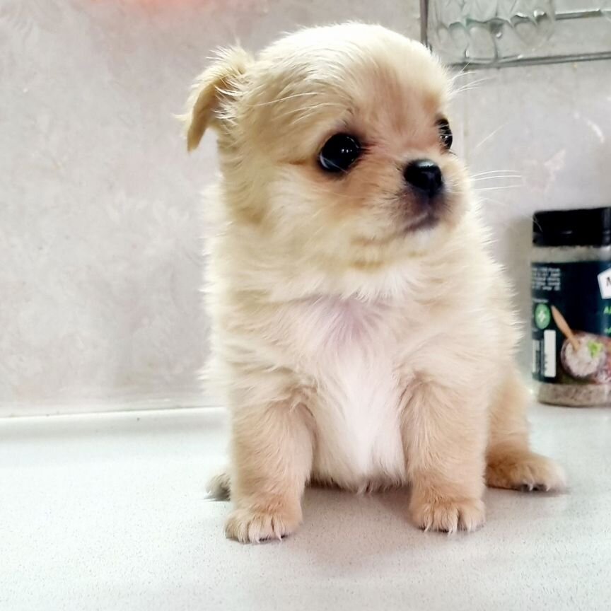 Чихуахуа девочки микро и стандарт