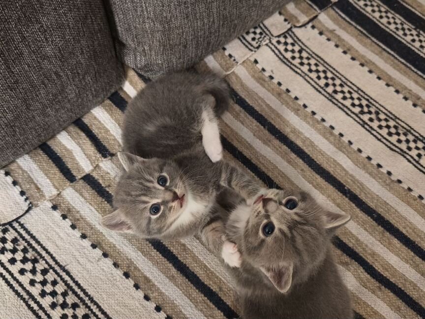 Карельские котята