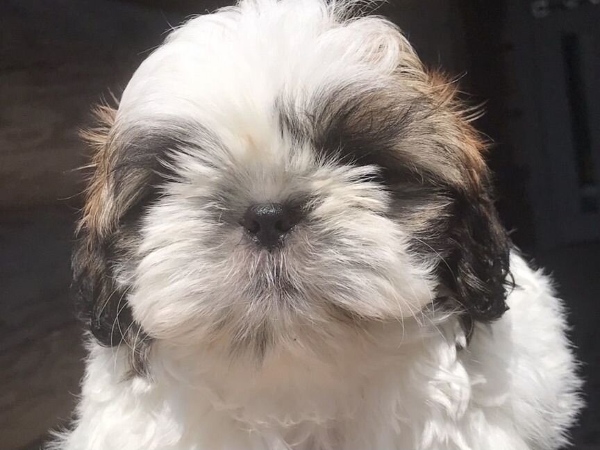 Ши-тцу Пупсик