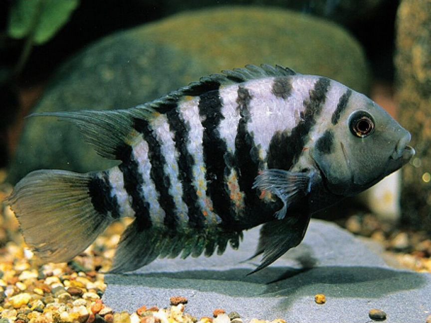 Цихлида чернополосая