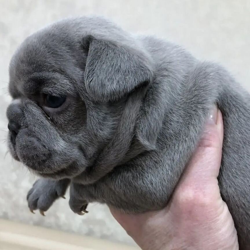 Французский бульдог, щенок