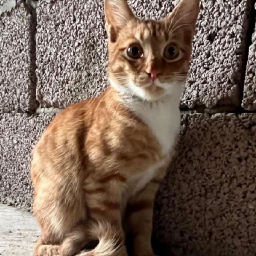 Котенок рыжий из холодного дома
