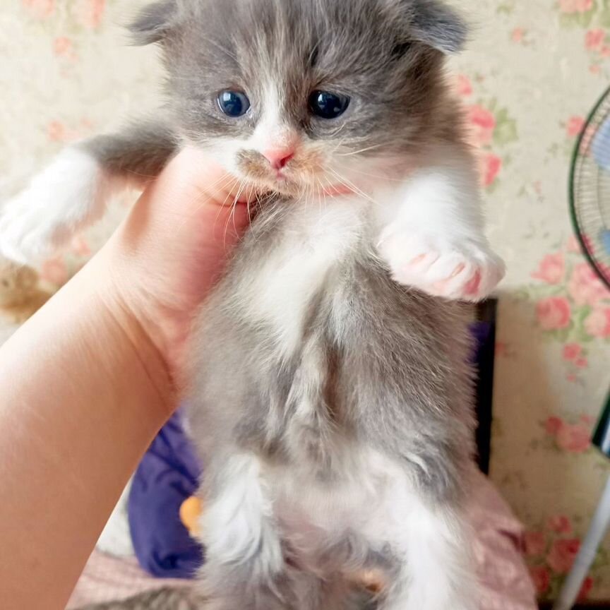 Шотландские котята