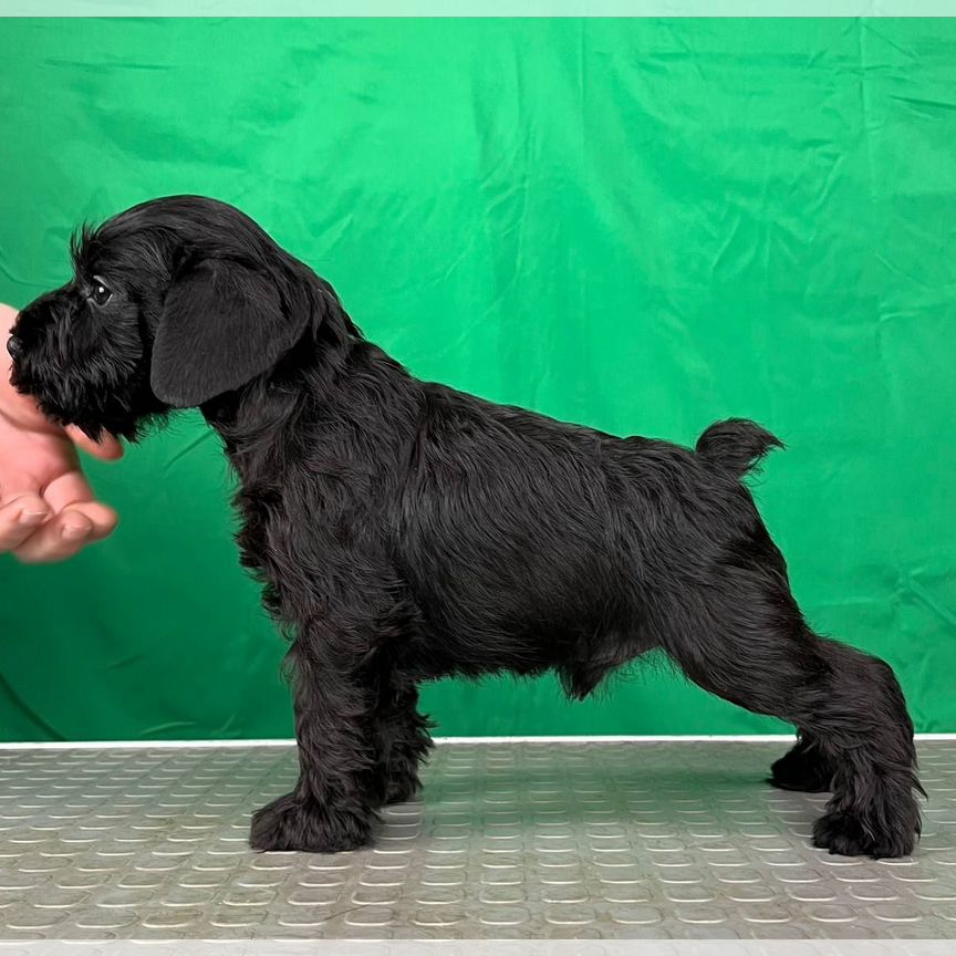 Цвергшнауцер, щенок