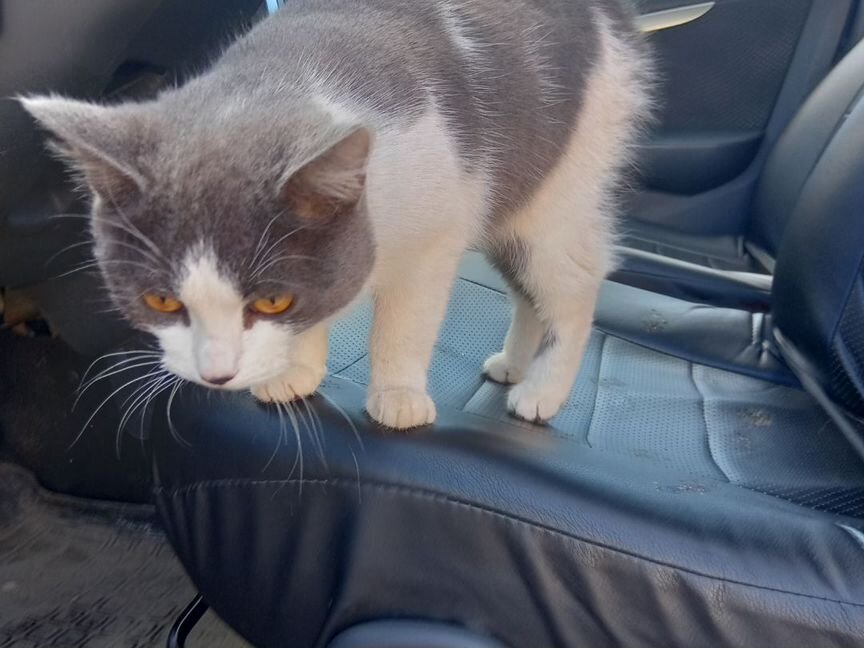 Кот ищет дом