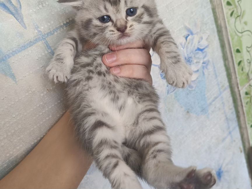 Шотландские котята