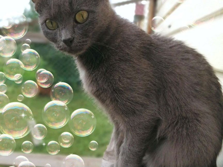 В добрые руки