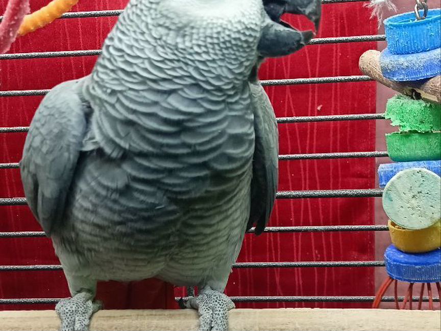 Попугай серый ручной говорящий