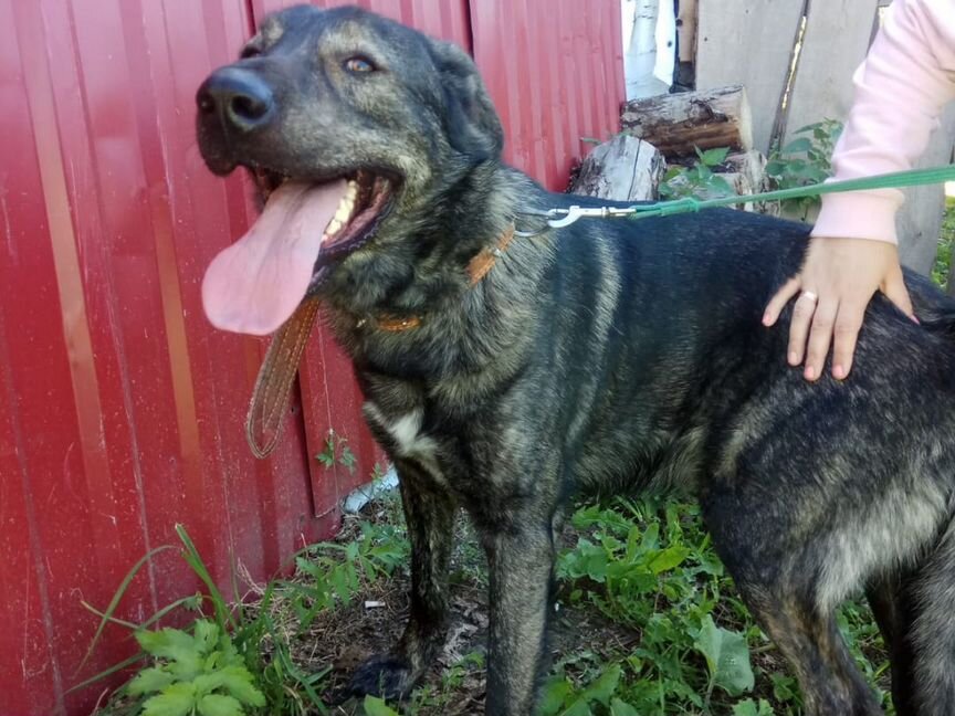 Лучший друг охранник Грей