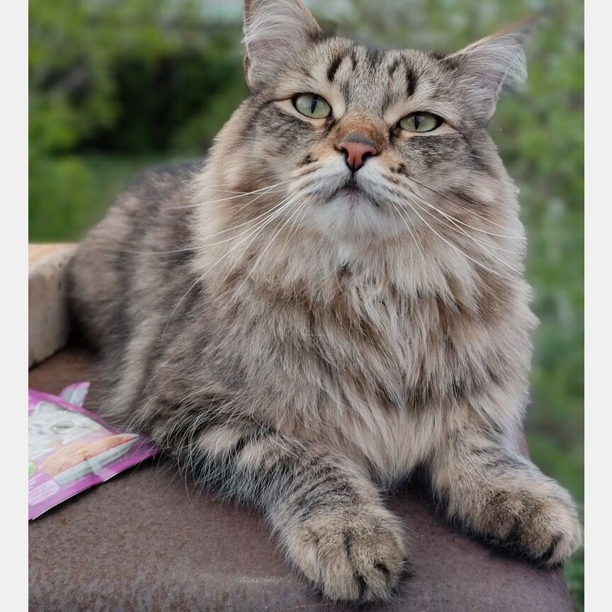 Кот в добрые руки