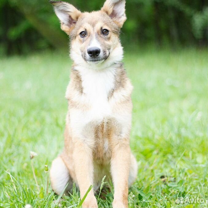 Щенок Руфи в добрые руки