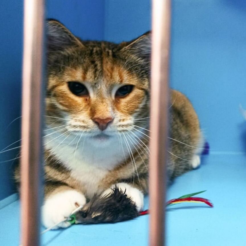 Взрослая, Девочка кошка в добрые руки