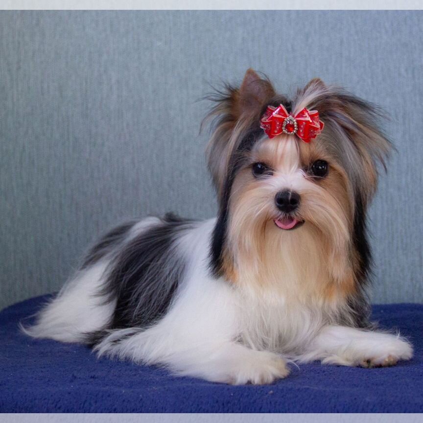 Бивер-йоркширский терьер, щенок