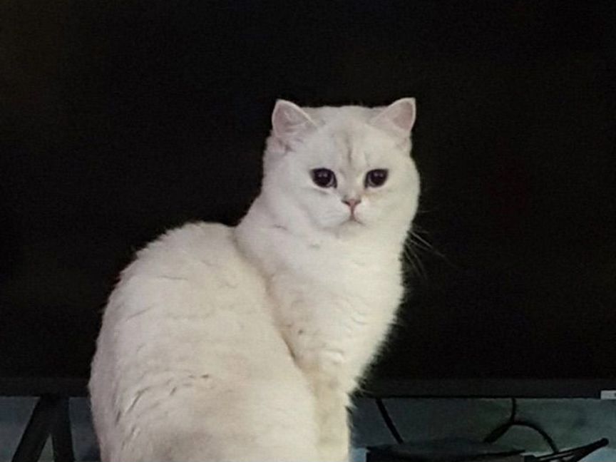 Британская шиншилла