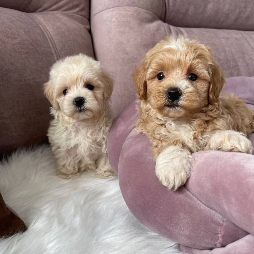 Сладунишки- мальчишки maltipoo f1