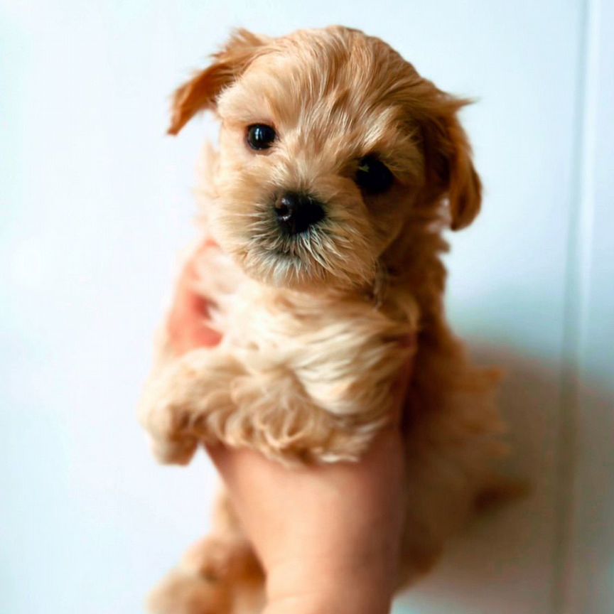 Мальтипу, щенок