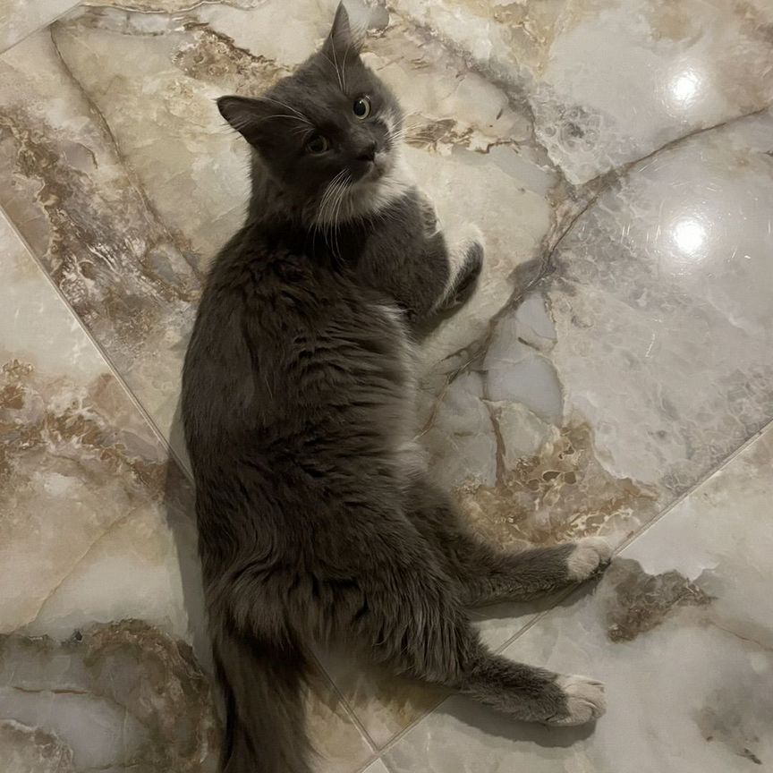 Отдам кота в добрые руки ростов