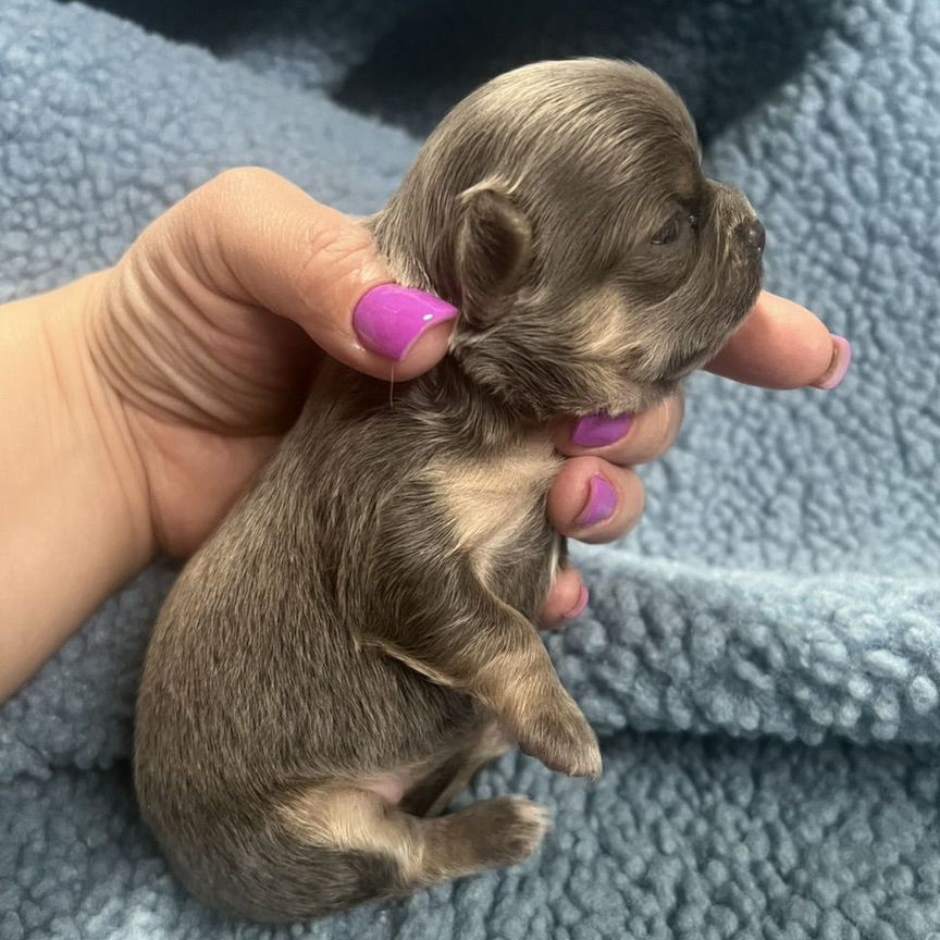 Чихуахуа, щенок