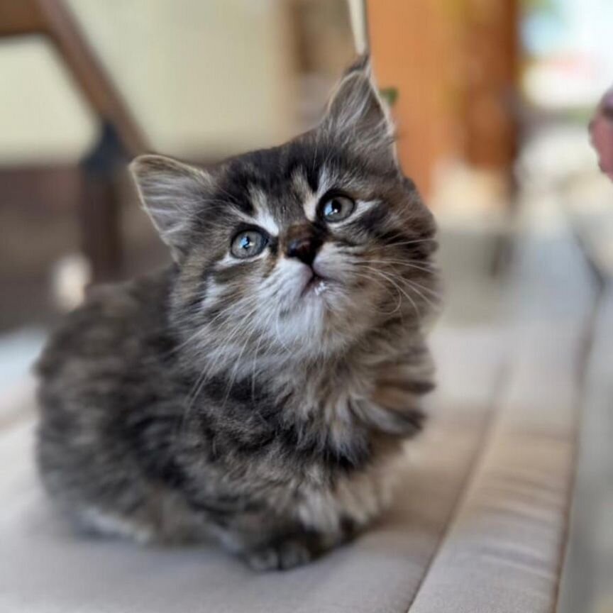 Норвежская лесная кошка в дар