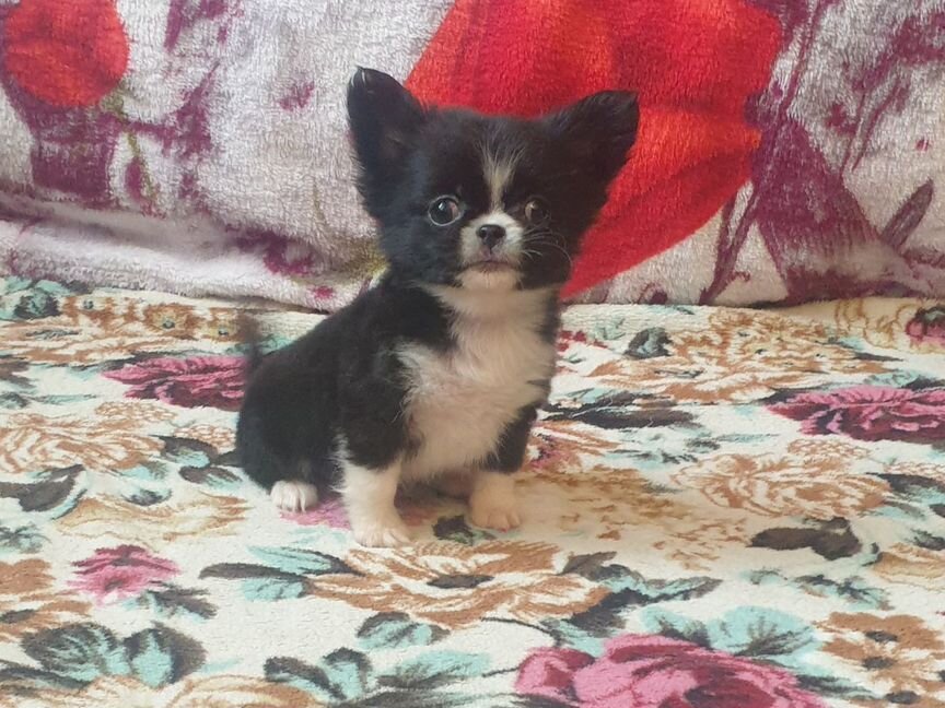 Супер мини девочка д/ш Чихуахуа