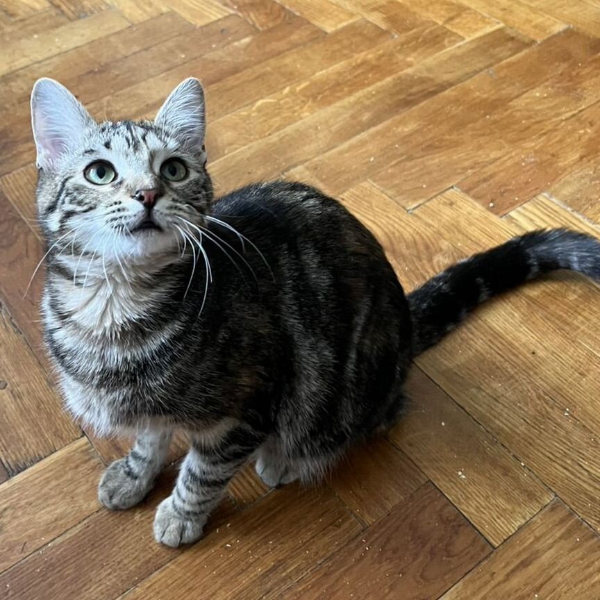 Котенок прелестная девочка