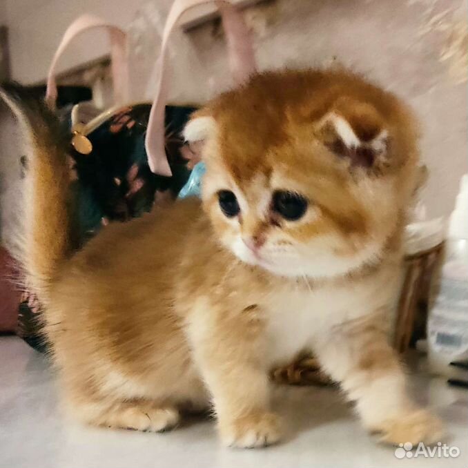 Золотые няшечки
