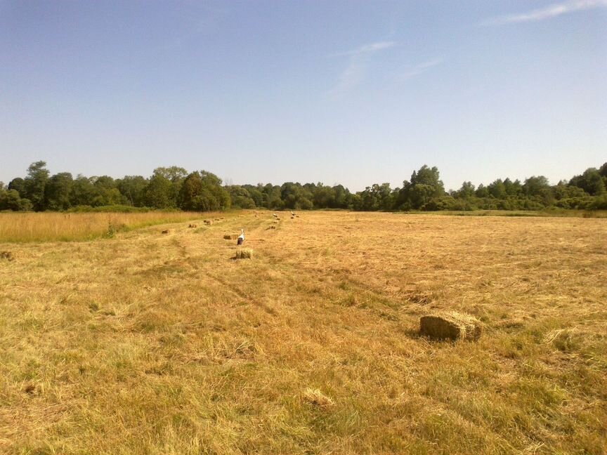 Продаю солому в тюках