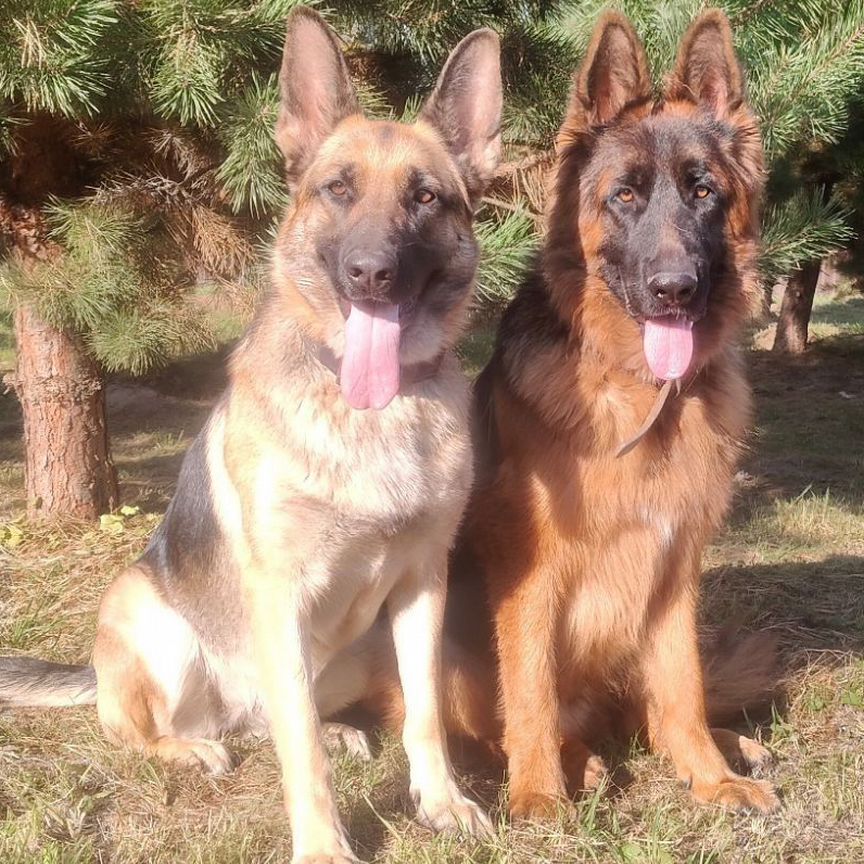 Немецкая овчарка, щенок