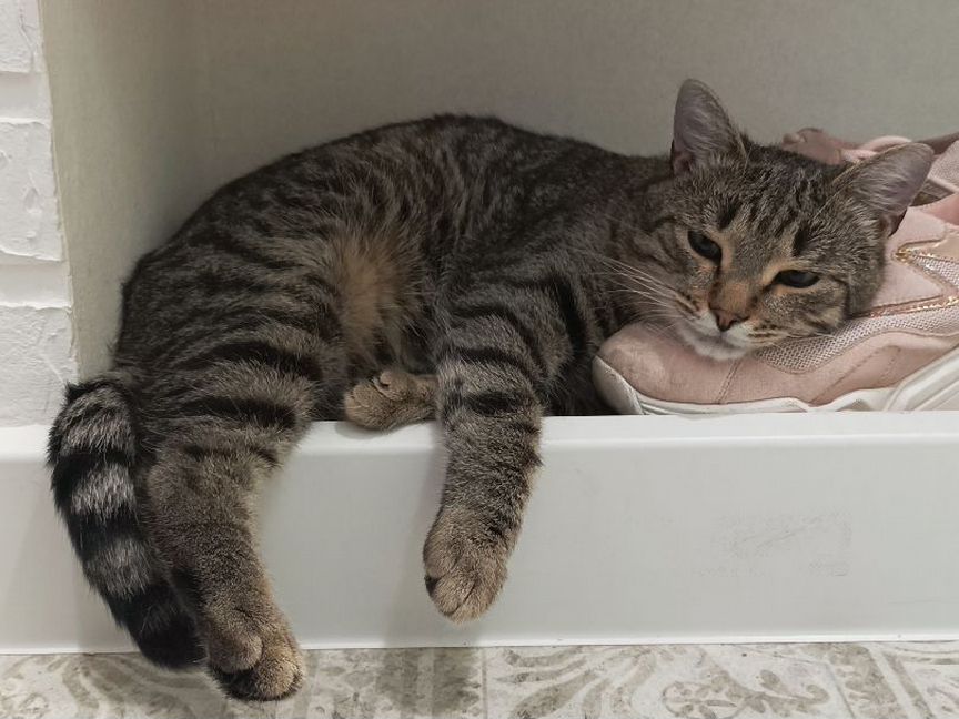 Котик в добрые руки