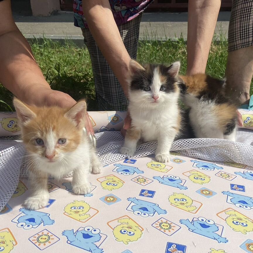 Котята в добрые руки