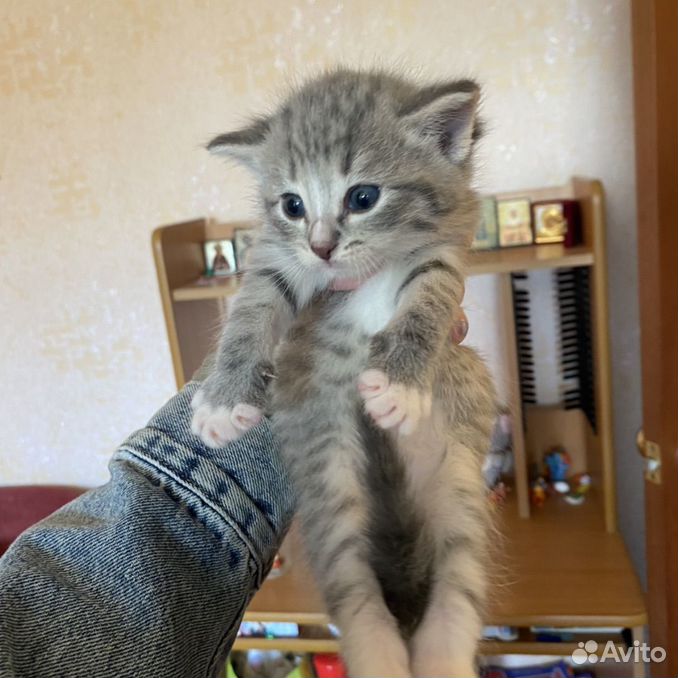 Котята помесь с шотландцем