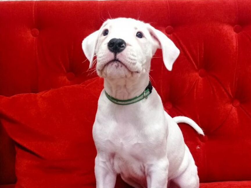 Щенки аргентинского дога