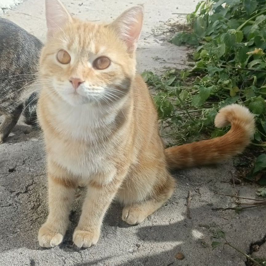 Котенок мальчик ищет дом