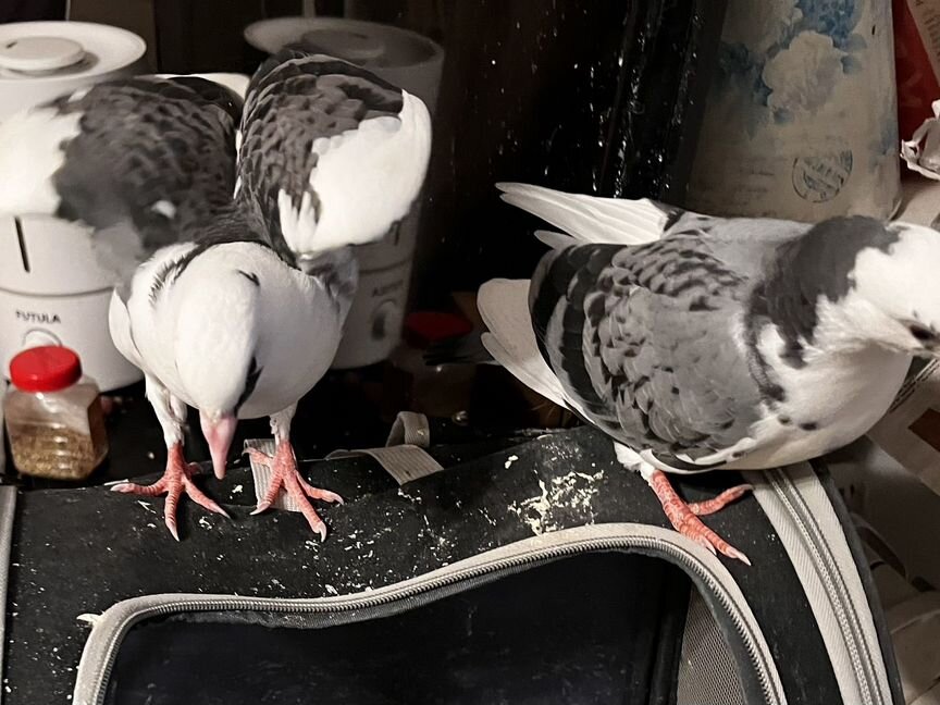 Птенцы почтовые голуби