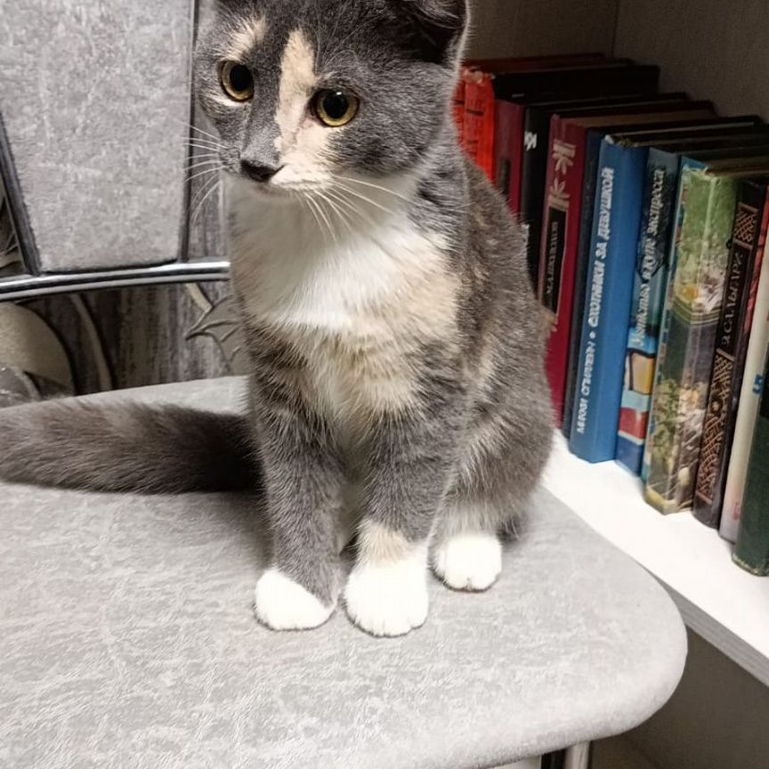 Котёнок Мальва в добрые руки